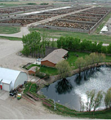 Feedlot Overview